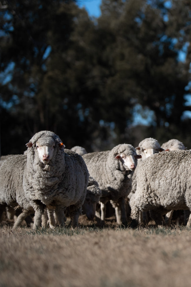 UNBORN Sheep Station | Congi Station, Walcha, Australia